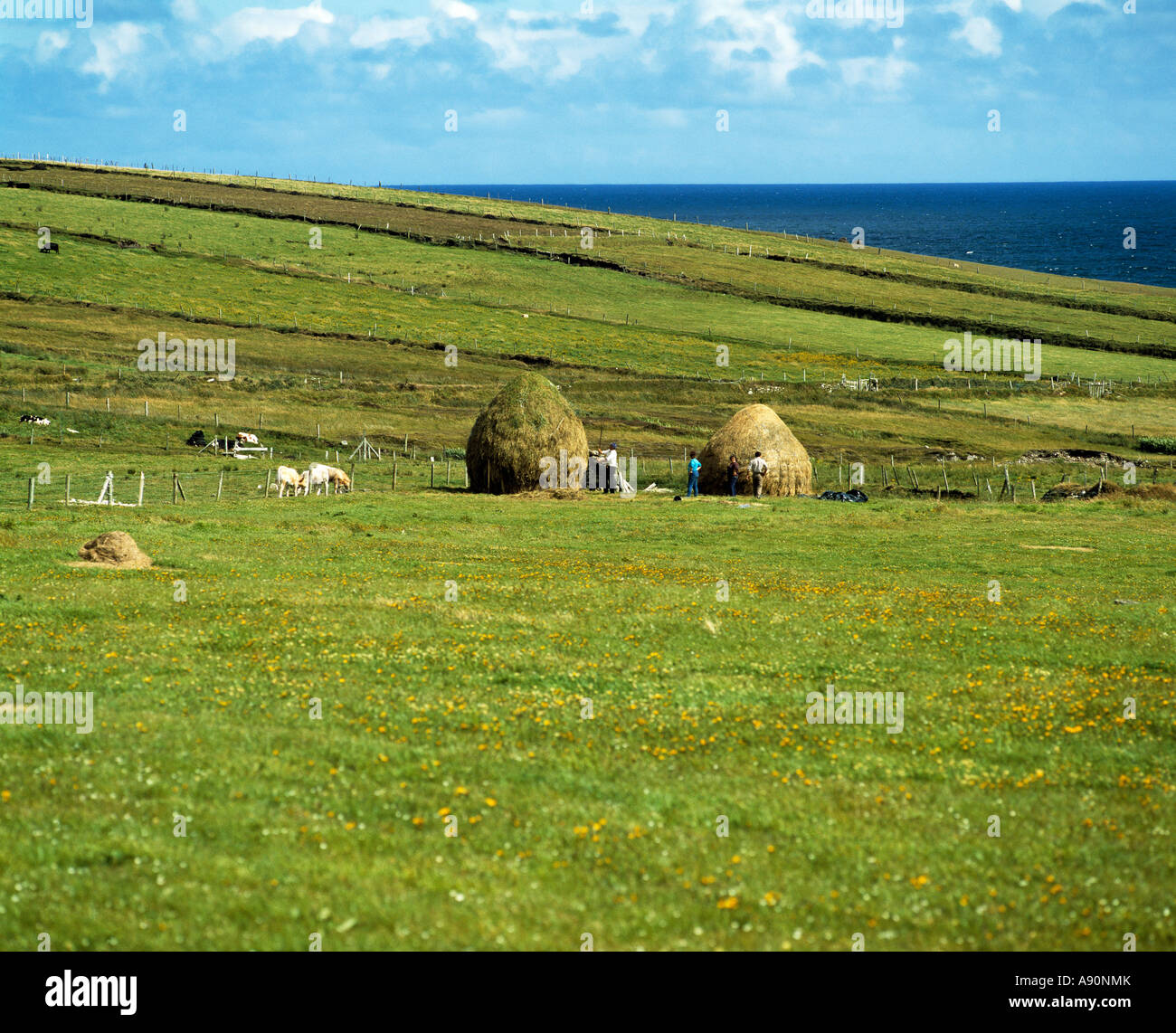 county mayo, ireland, large green fields sweep down to the irish ...