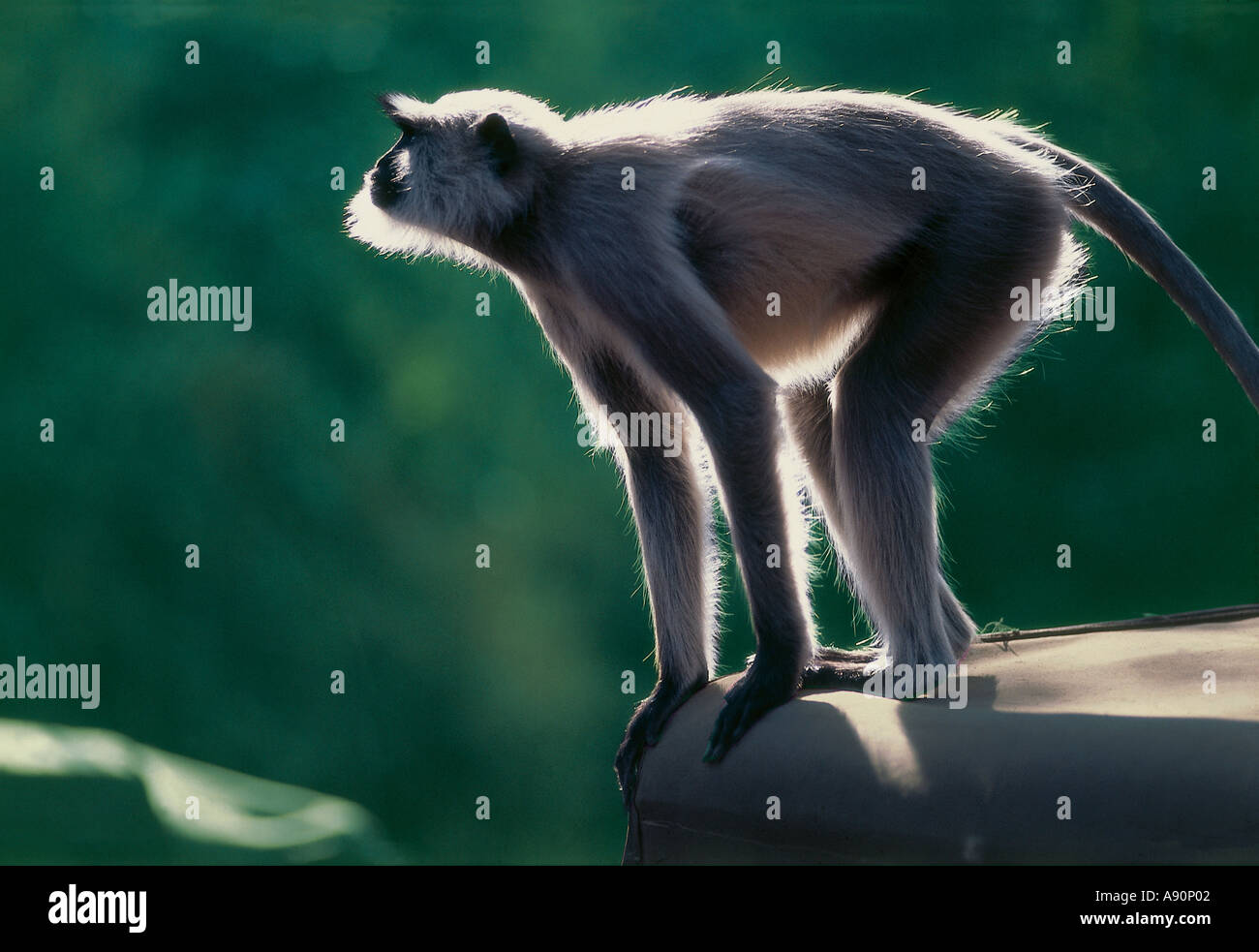 NMJ99674 Monkey backlit about to jump Rajasthan India Stock Photo - Alamy