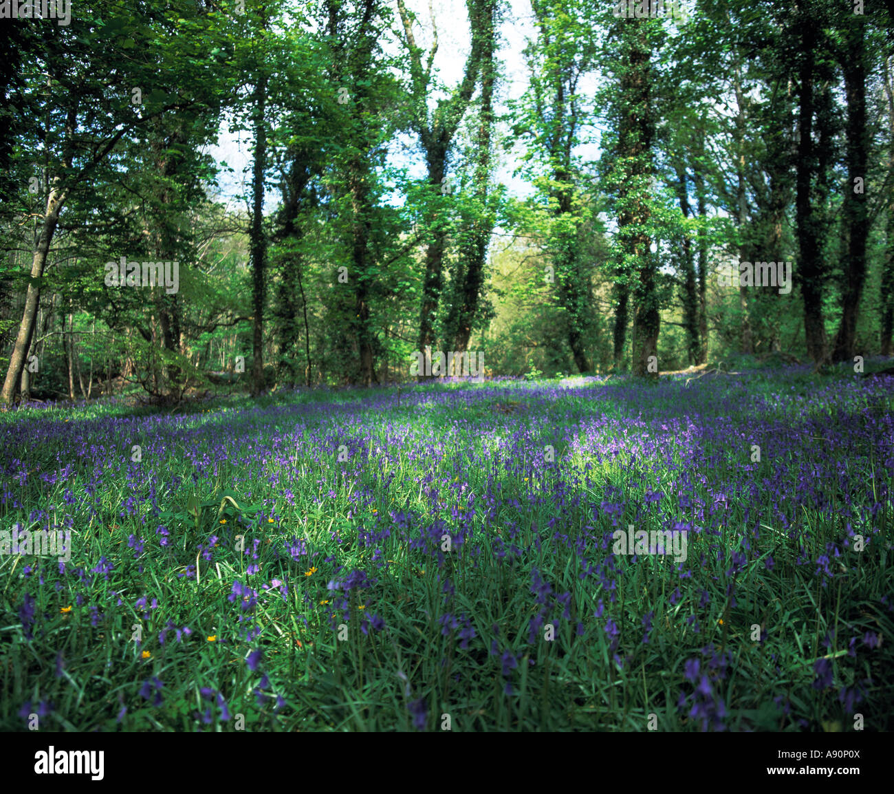 wild bluebells growing under trees in spring time in an irish national ...