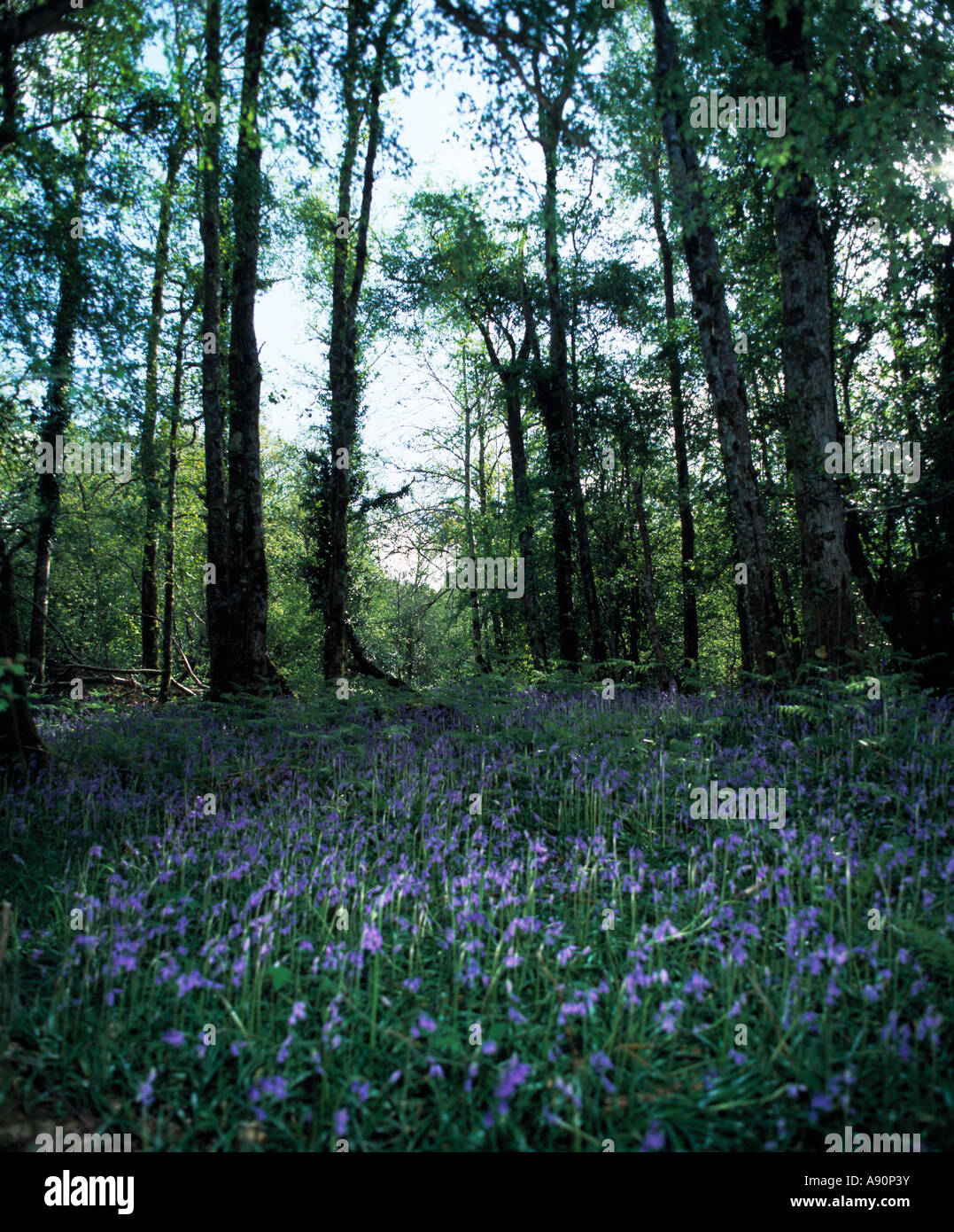 bluebells growing under trees Stock Photo - Alamy