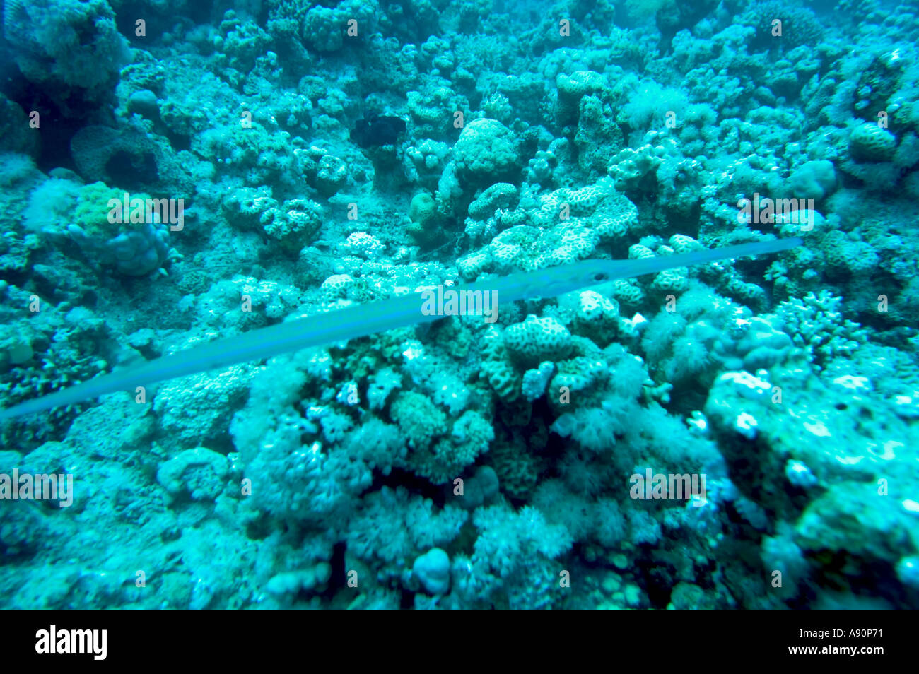 Egyptian scuba diving destination hi-res stock photography and images ...