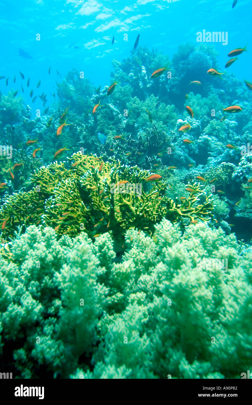 underwater scuba diving Sharm el Sheik resort Ras Mohammed National ...