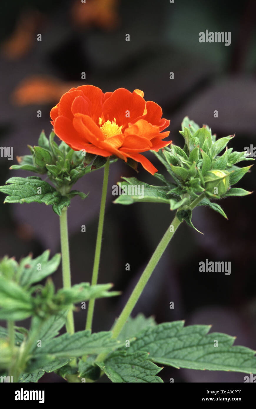 Red potentilla hi-res stock photography and images - Alamy