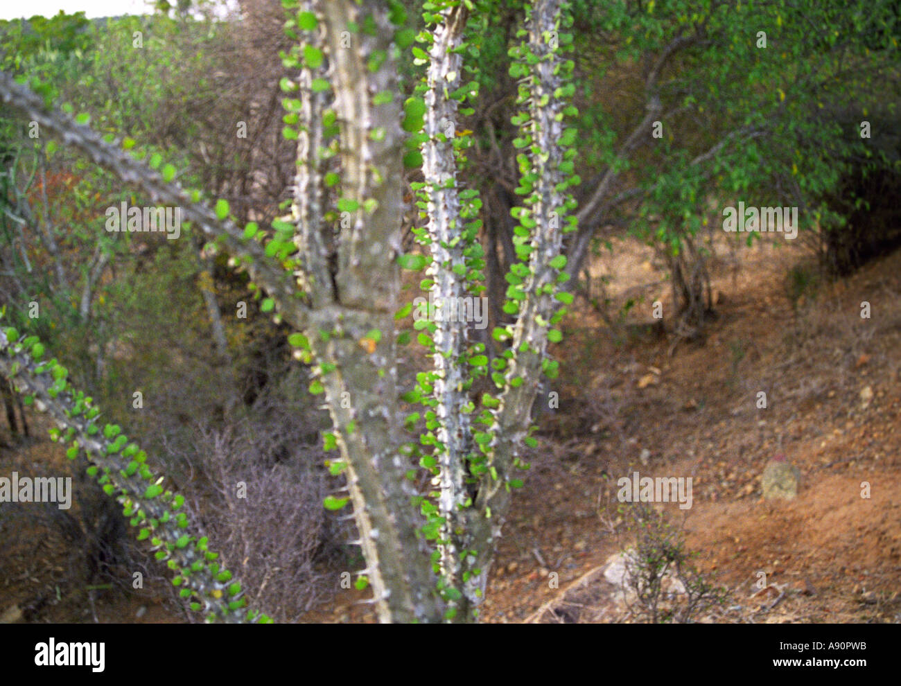 MADAGASCAR AFRICA July Alluaudia ascendans a species of didiereacea in ...