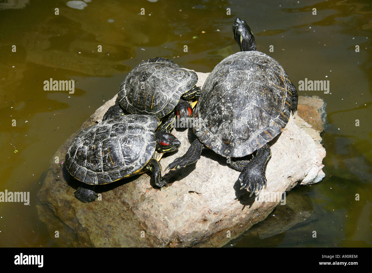 Red Eared Terrapin Pseudemys scripta elegans Trachemys scripta elegans ...