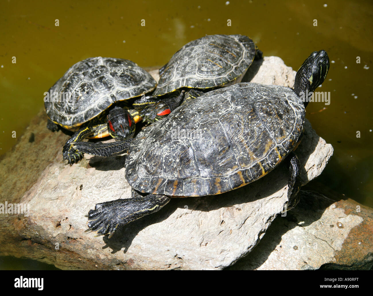 Red Eared Terrapin Pseudemys scripta elegans Trachemys scripta elegans ...