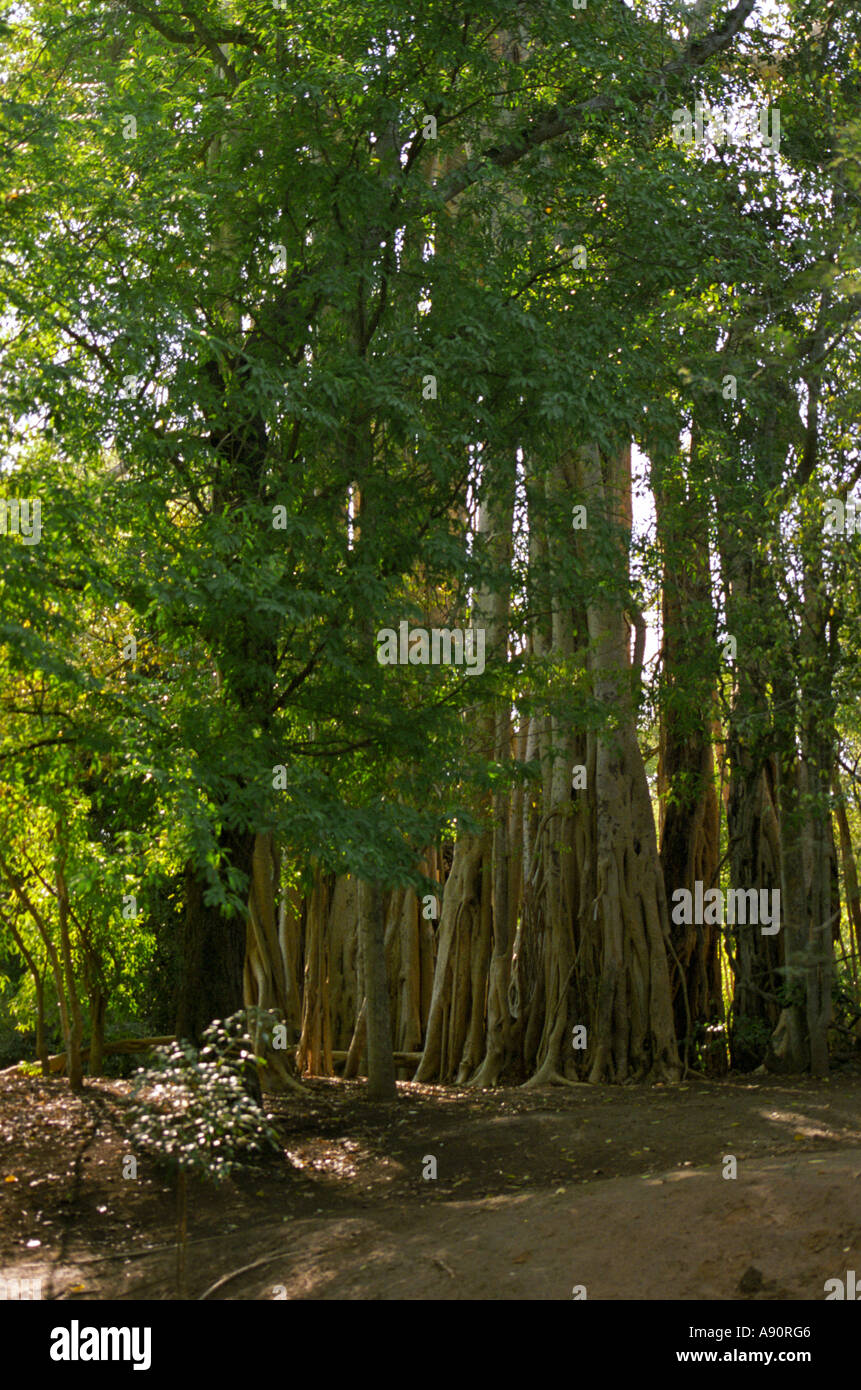 Shade ficus fruit hi-res stock photography and images - Alamy