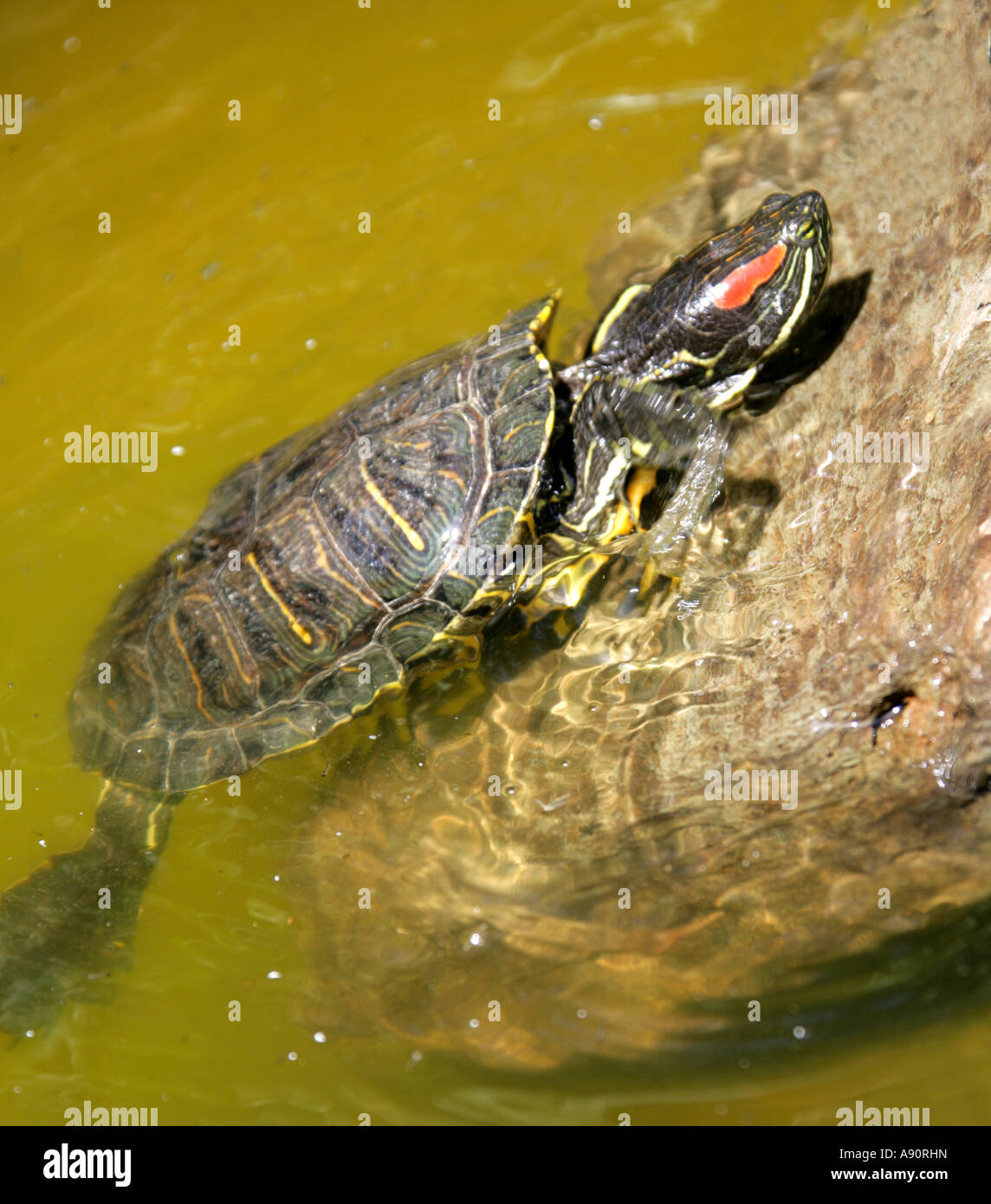 Red Eared Terrapin Pseudemys scripta elegans Trachemys scripta elegans ...