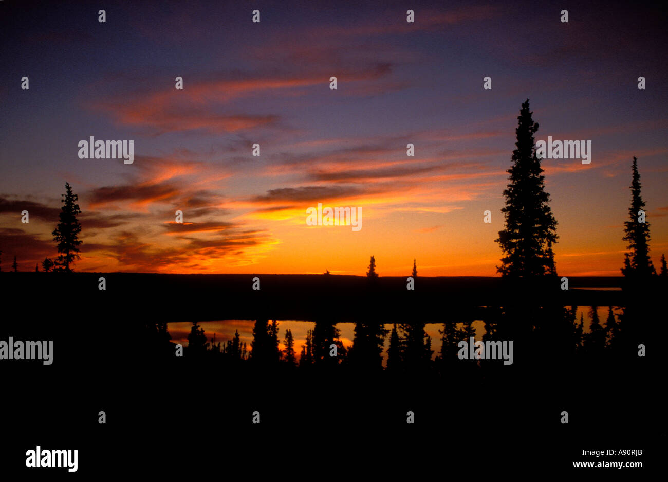 Arctic whitefish hi-res stock photography and images - Alamy