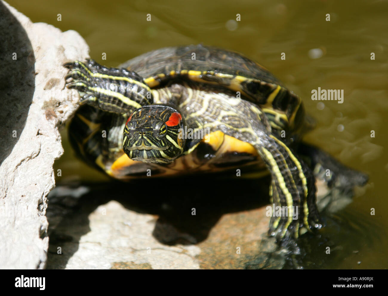 Red Eared Terrapin Pseudemys scripta elegans Trachemys scripta elegans ...