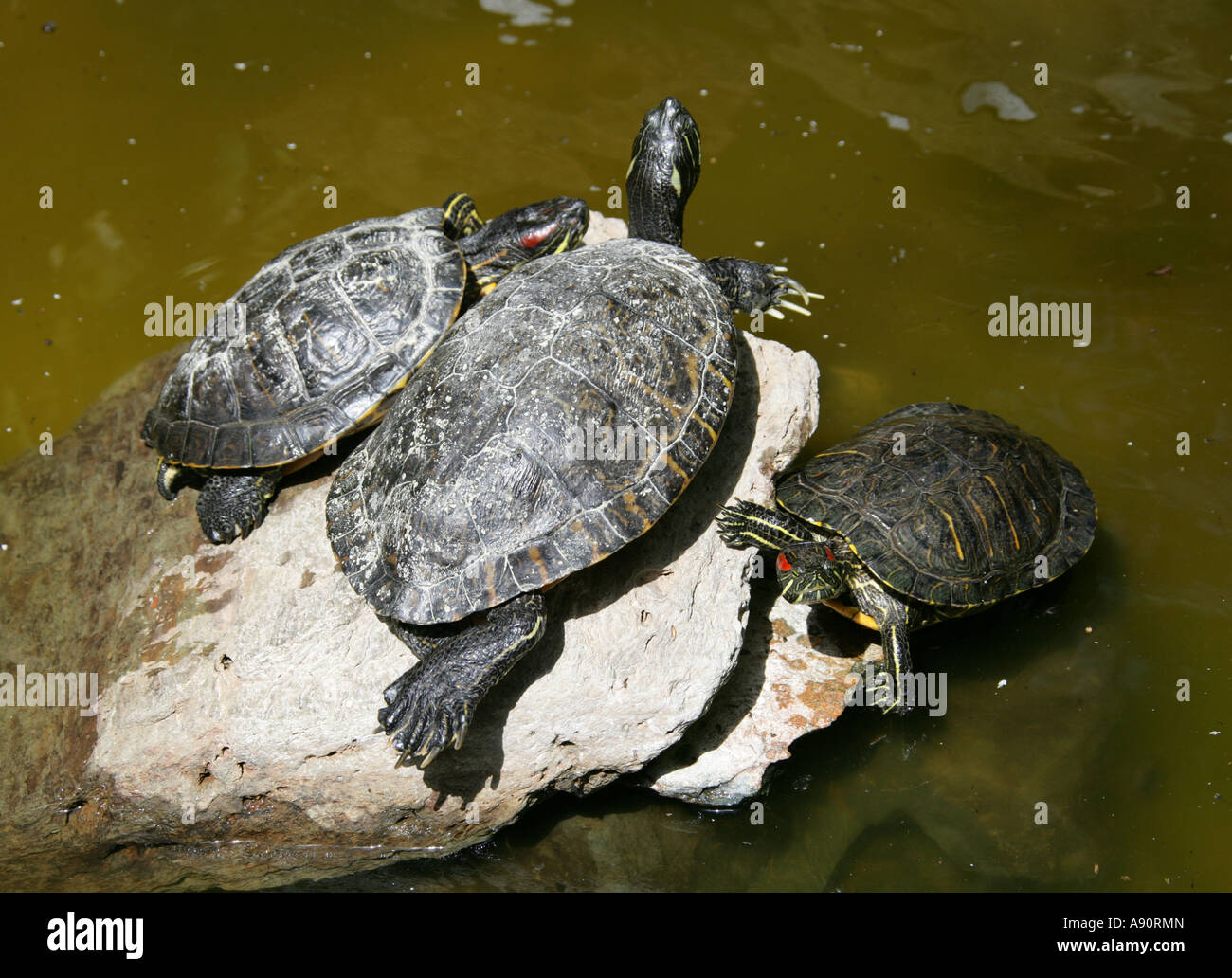 Pseudemys scripta scripta hi-res stock photography and images - Alamy