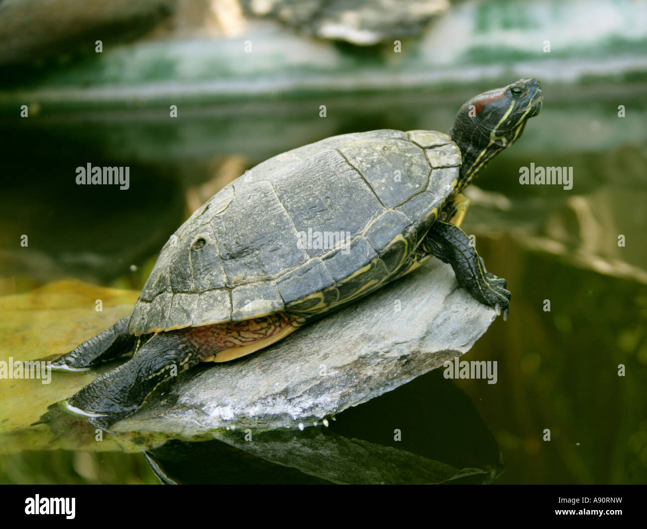 Red Eared Terrapin Pseudemys scripta elegans Trachemys scripta elegans ...