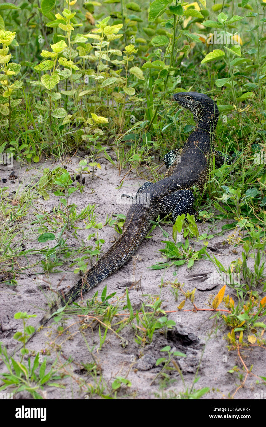 Nile r hi-res stock photography and images - Alamy