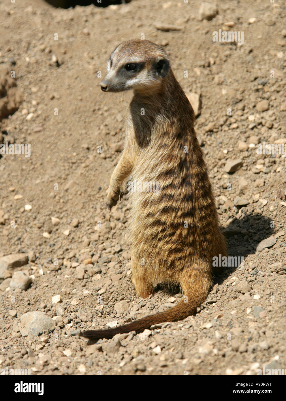 Meerkat Suricata suricatta Stock Photo - Alamy