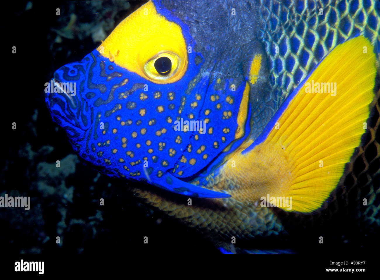 UF-106 YELLOW-FACED ANGELFISH Stock Photo - Alamy