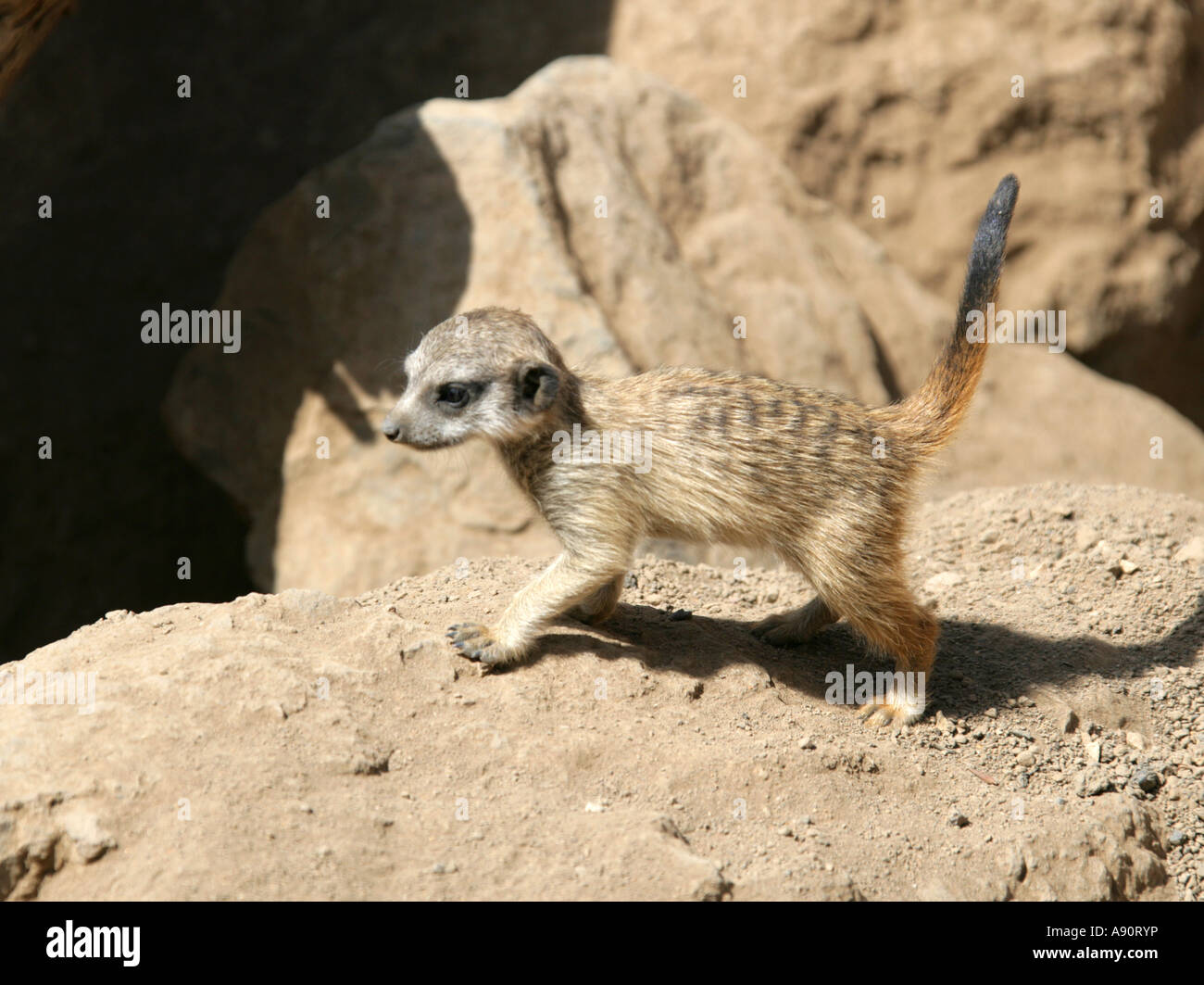 Baby Meerkat Kitten Suricata suricatta Stock Photo - Alamy