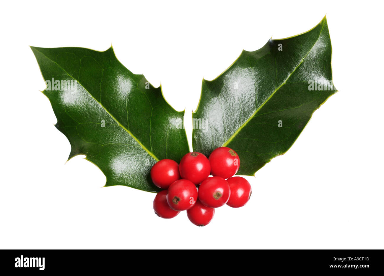 Christmas Holly Cutouts