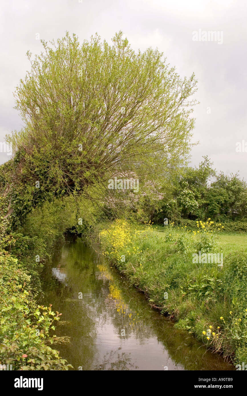 England Somerset Burrow Bridge stream running past pollarded willow ...