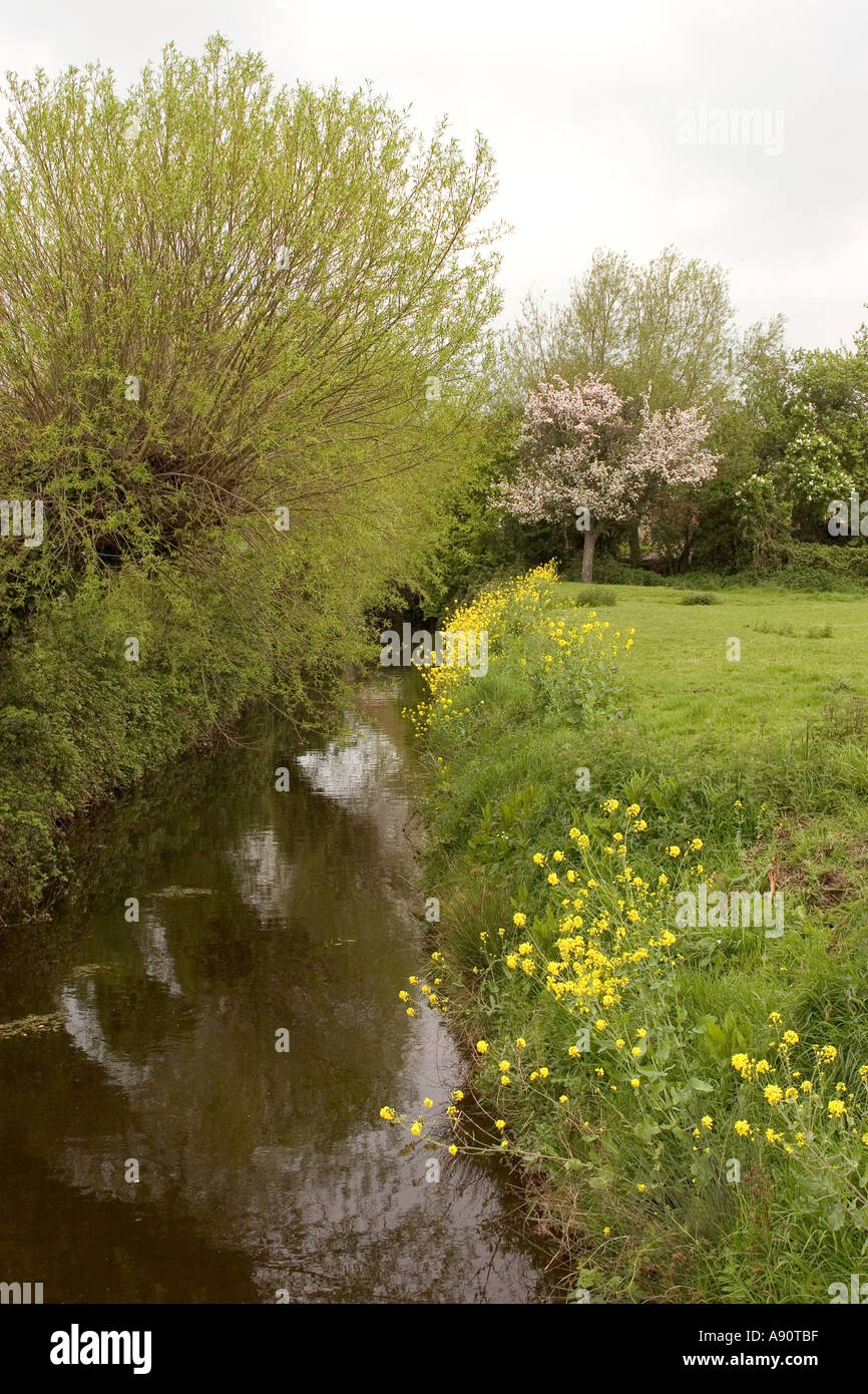 Pollard willow tree somerset levels hi-res stock photography and images ...