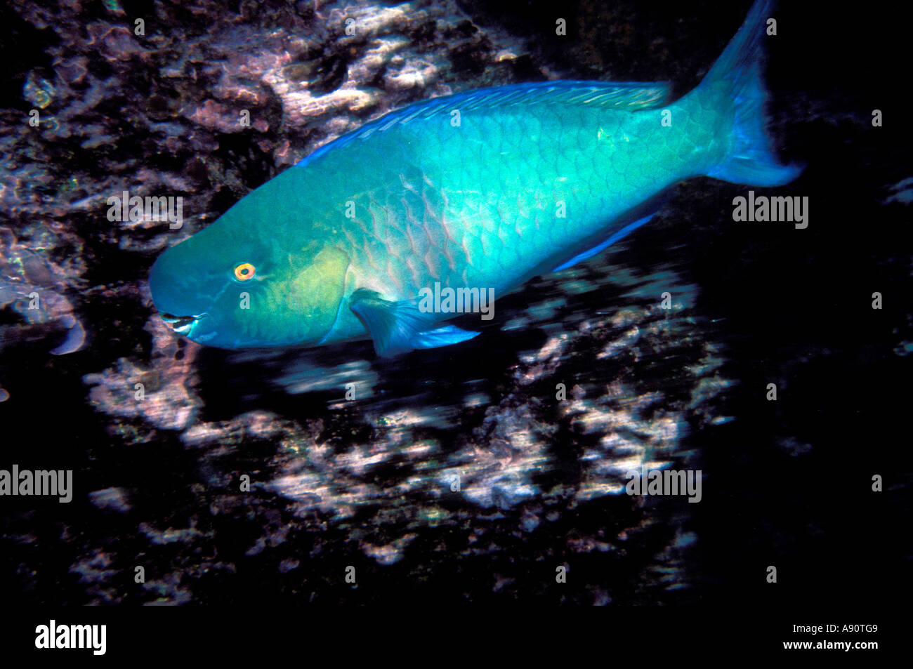 UF-117 LARGE HUMPPED-HEAD BLUE PARROTFISH Stock Photo - Alamy