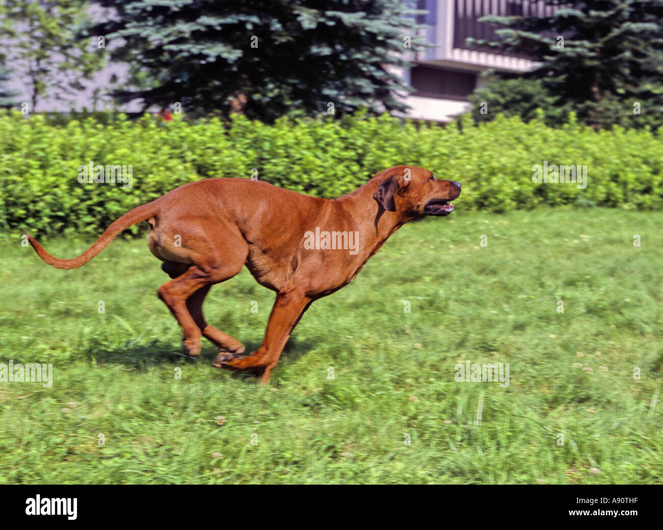 Broholmer dog hi-res stock photography and images - Alamy