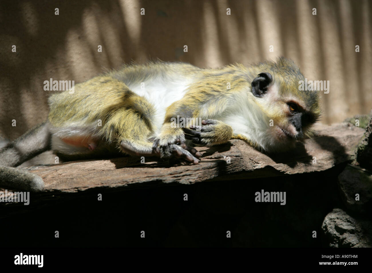 Northern or Gabon Talapoin, Miopithecus ogouensis, Cercopithecidae ...