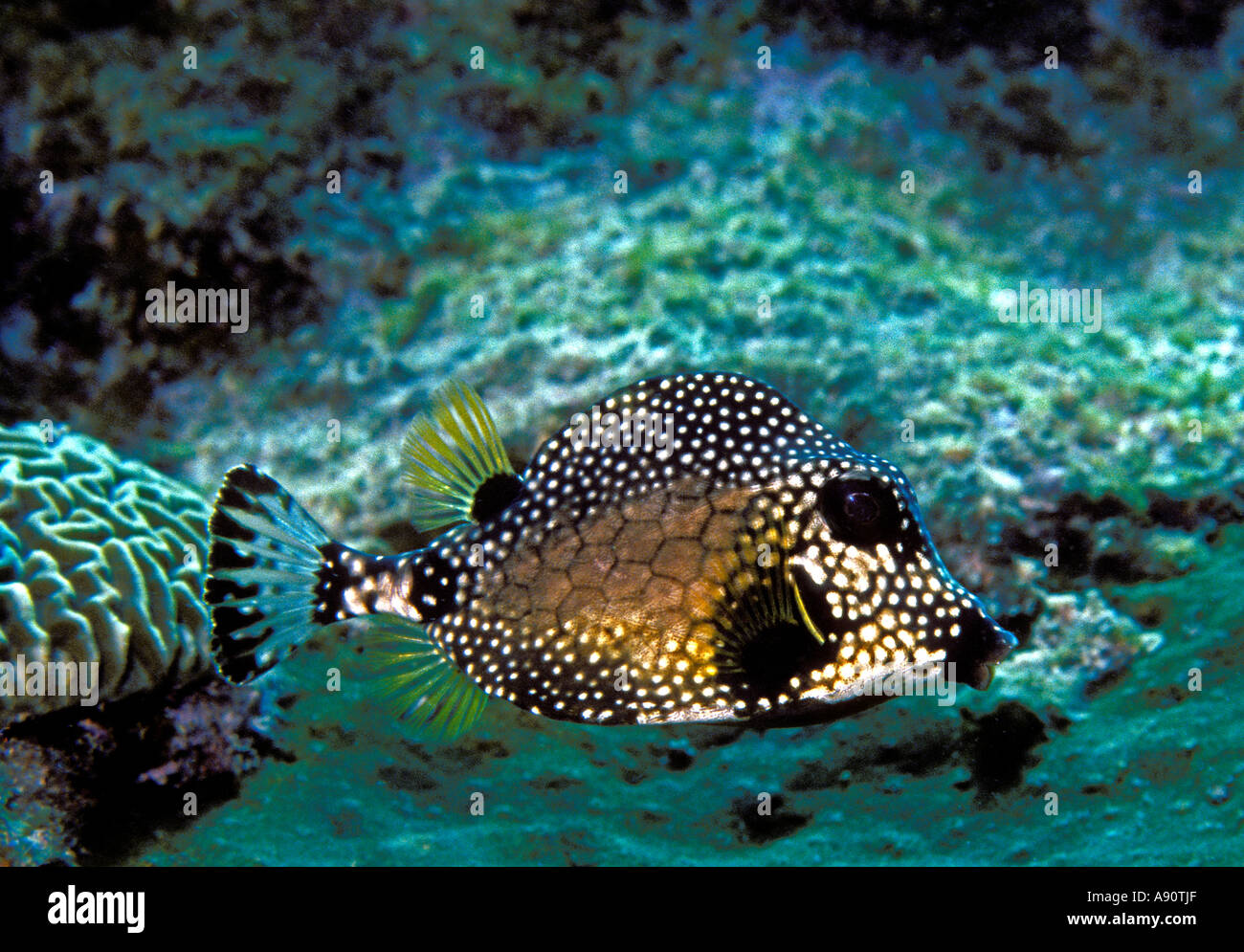 Trunkfish hi-res stock photography and images - Alamy