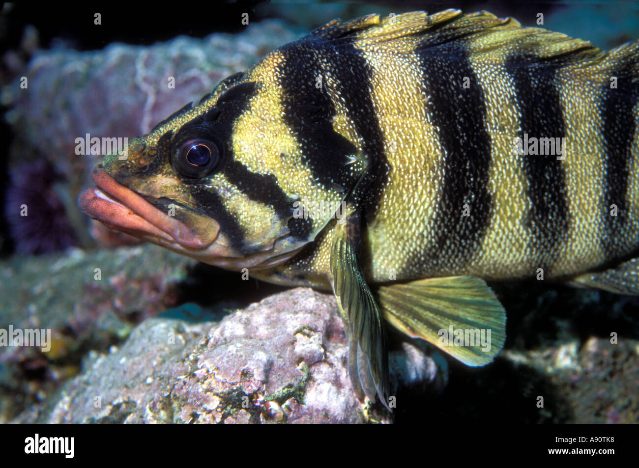 Sebastes serriceps hi-res stock photography and images - Alamy