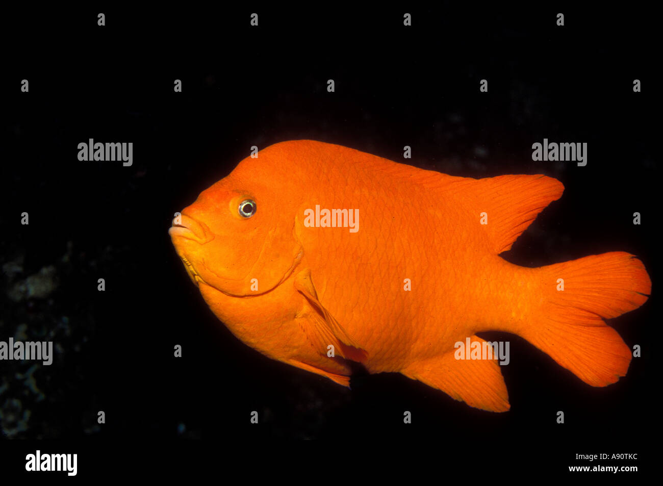 Garibaldi fish hi-res stock photography and images - Alamy