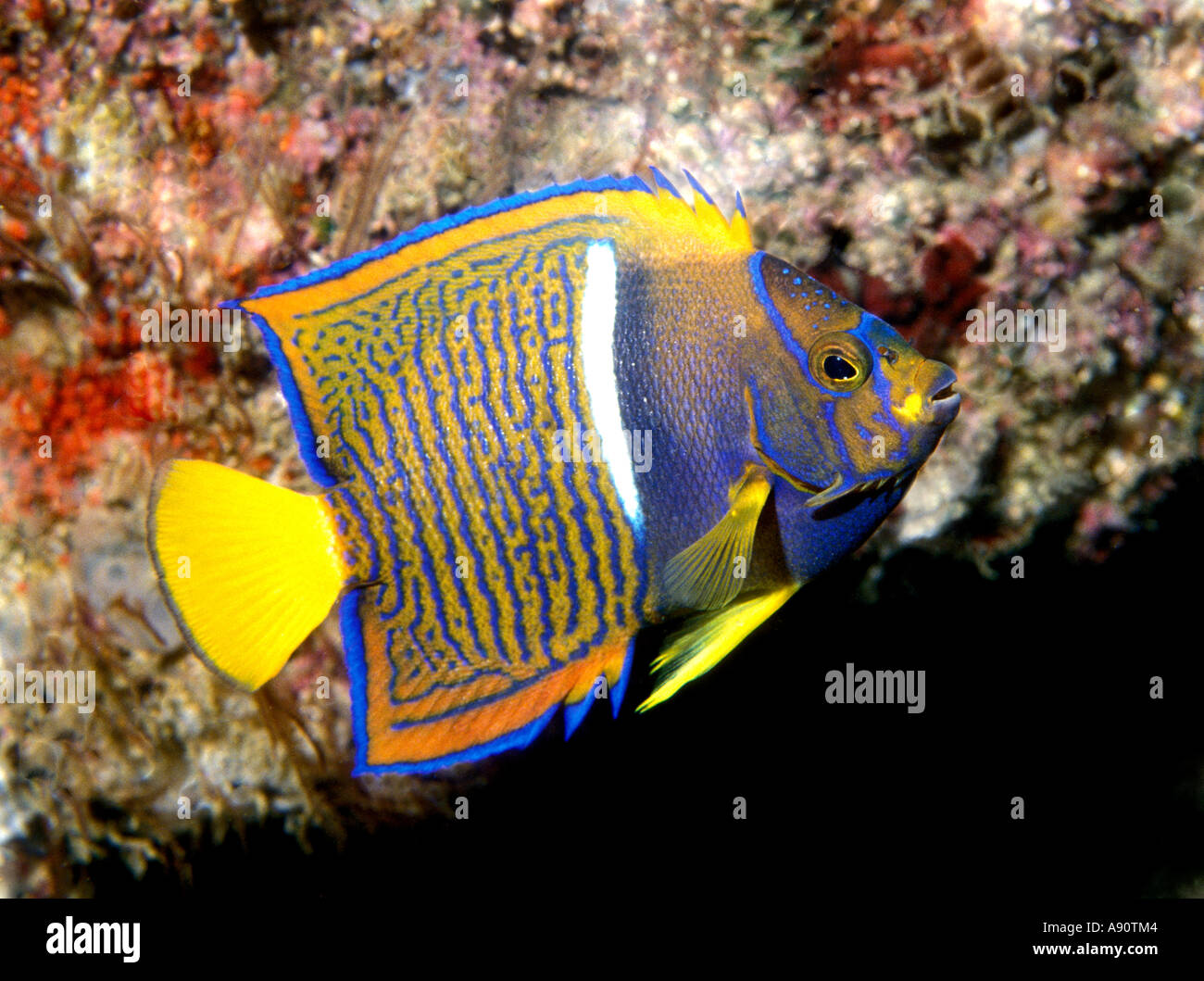 UF-248 IMMATURE WHITE STRIPED ANGELFISH Stock Photo - Alamy