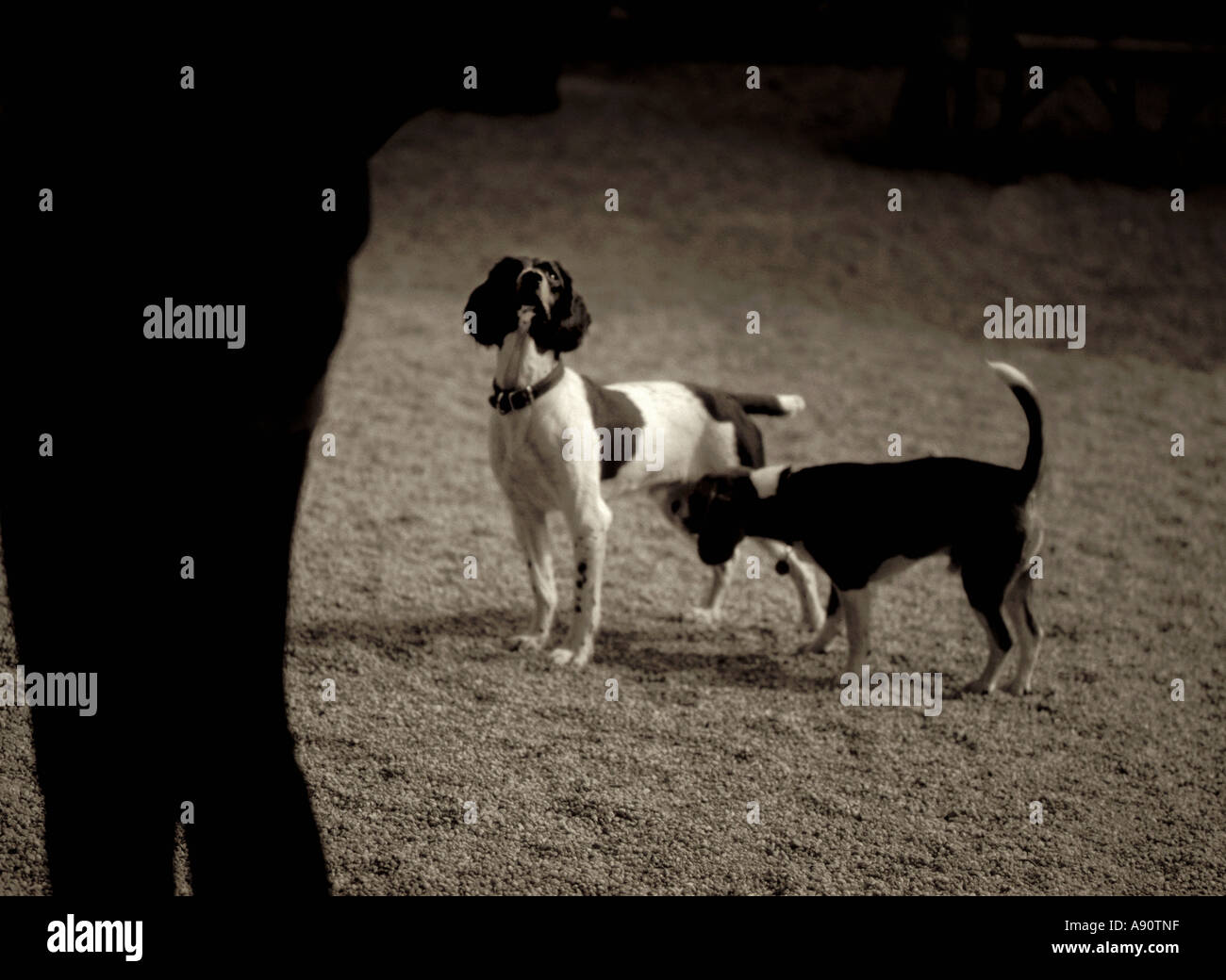 Breed recognition hi-res stock photography and images - Alamy