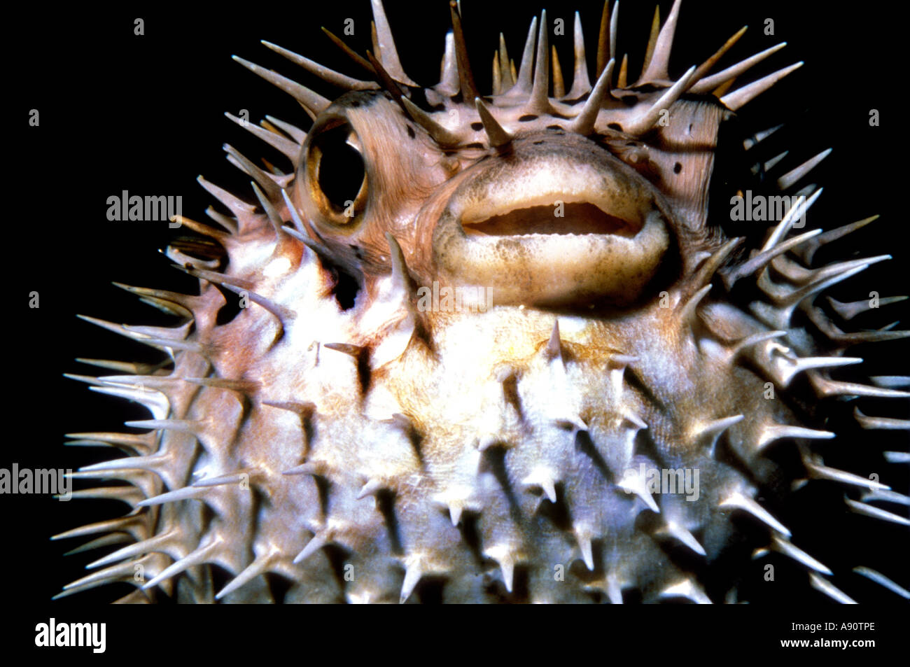 UF-43 INFLATED PORCUPINE FISH Stock Photo - Alamy