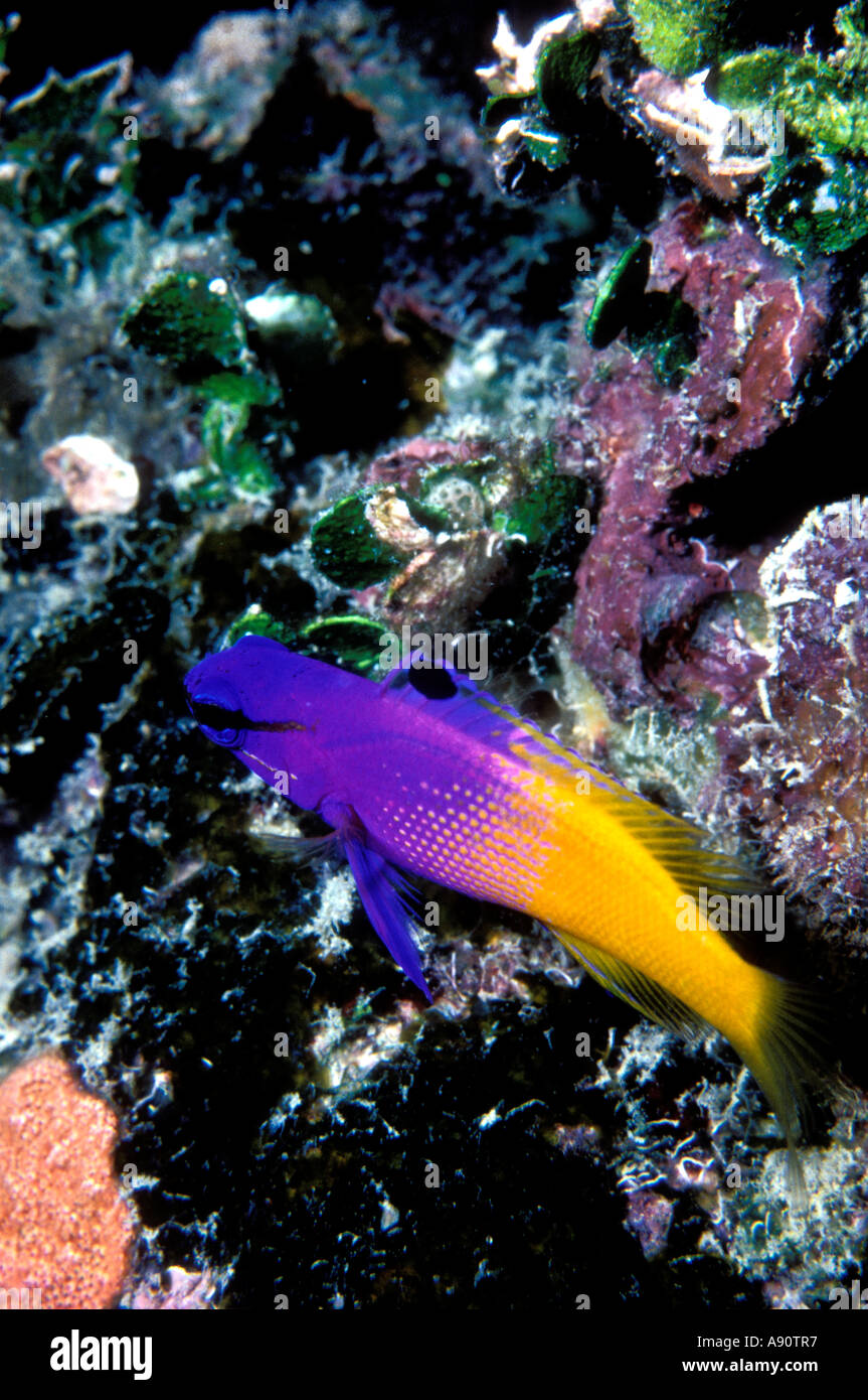 Gamma loreto hi-res stock photography and images - Alamy