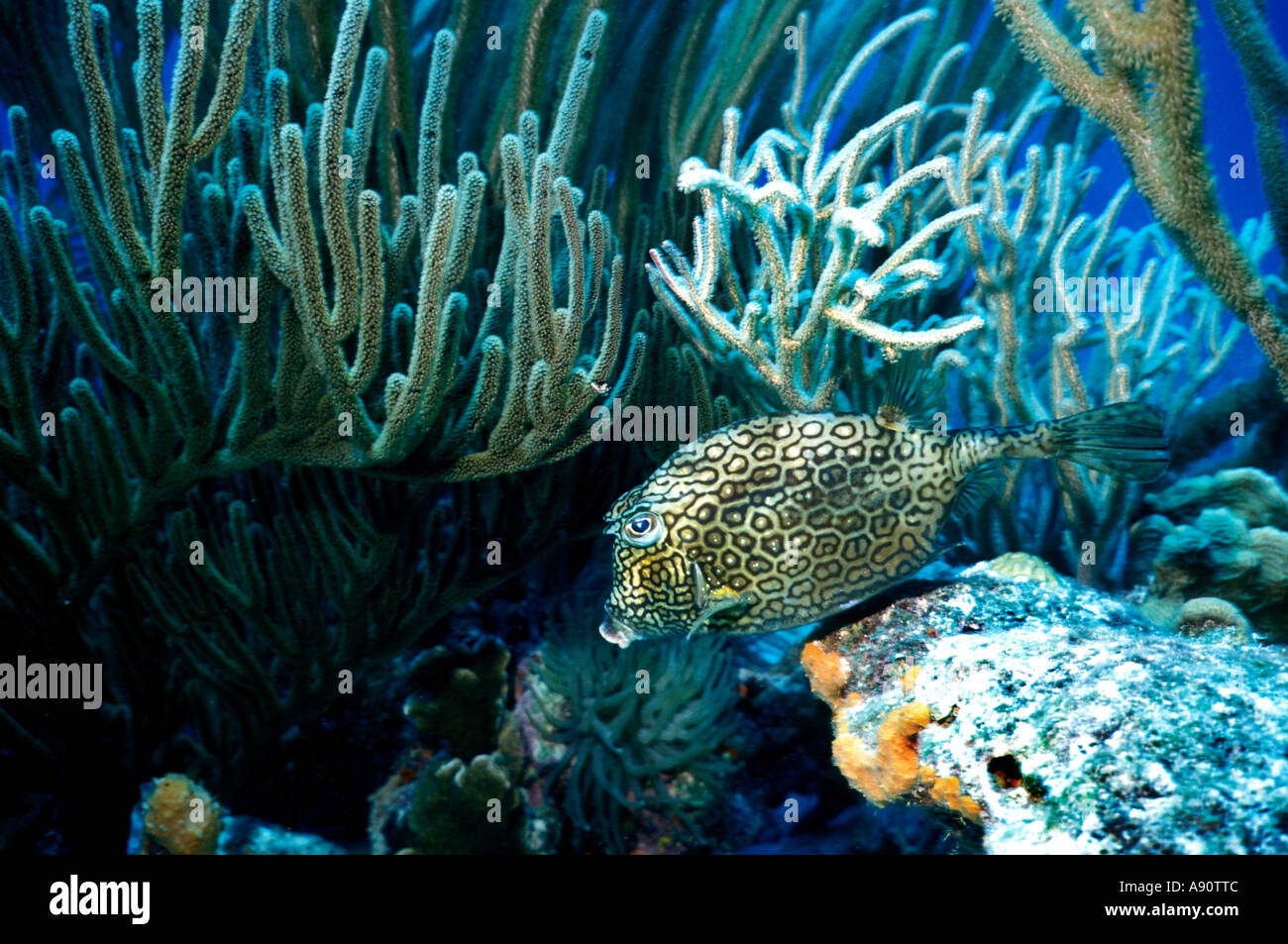 Honeycomb cowfish hi-res stock photography and images - Alamy
