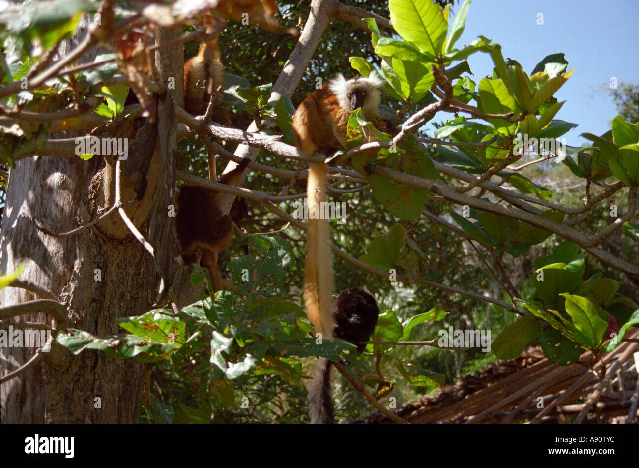 NOSY KOMBA MADAGASCAR AFRICA August Tame black lemurs in a tree ...