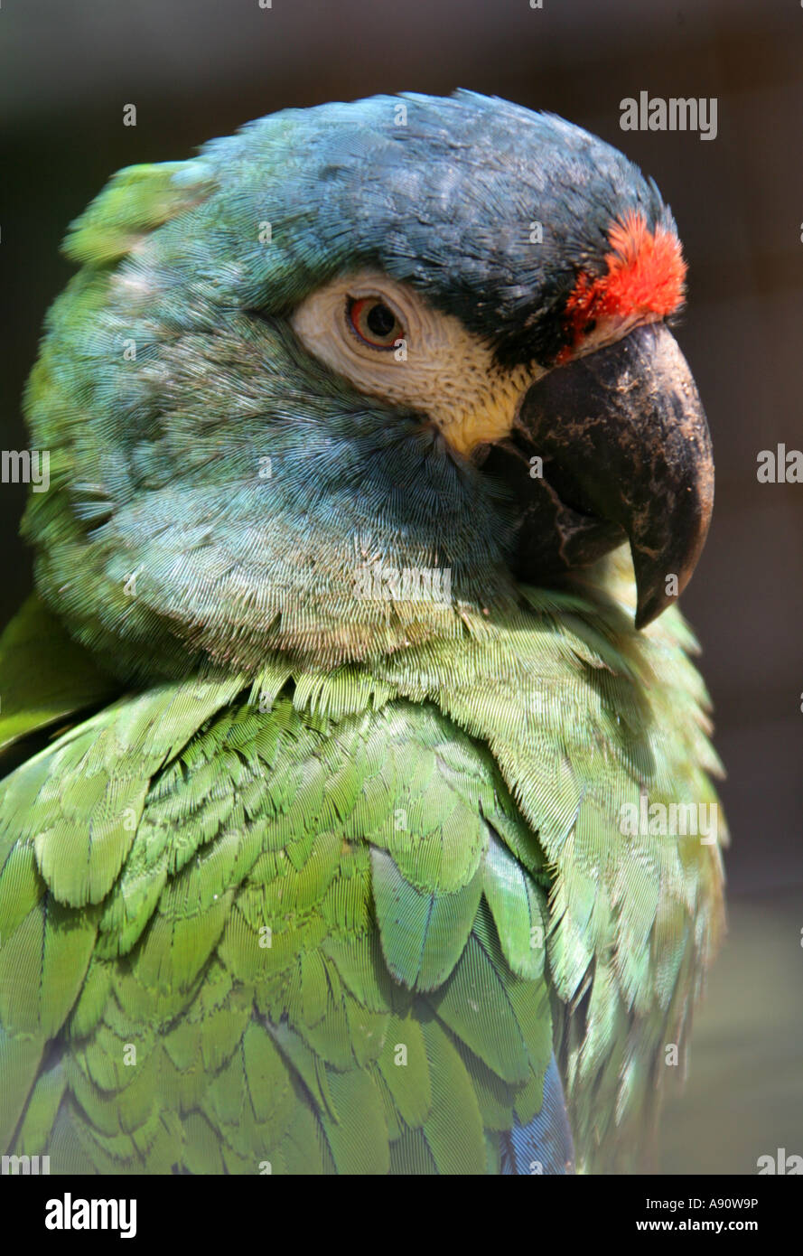 Red Lored Amazon Parrot, Amazona autumnalis Stock Photo - Alamy