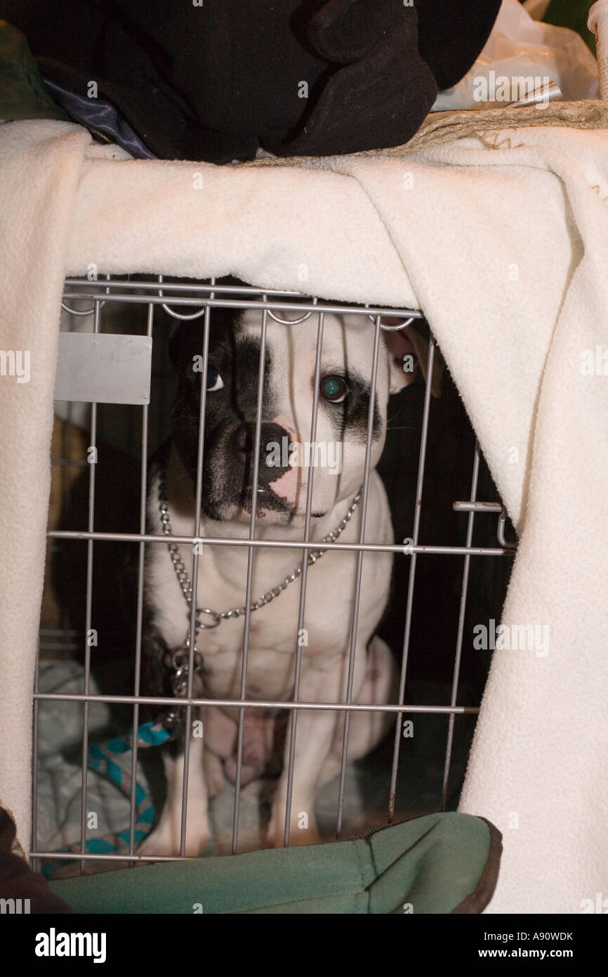 Staffordshire Bull Terrier in a cage Stock Photo - Alamy