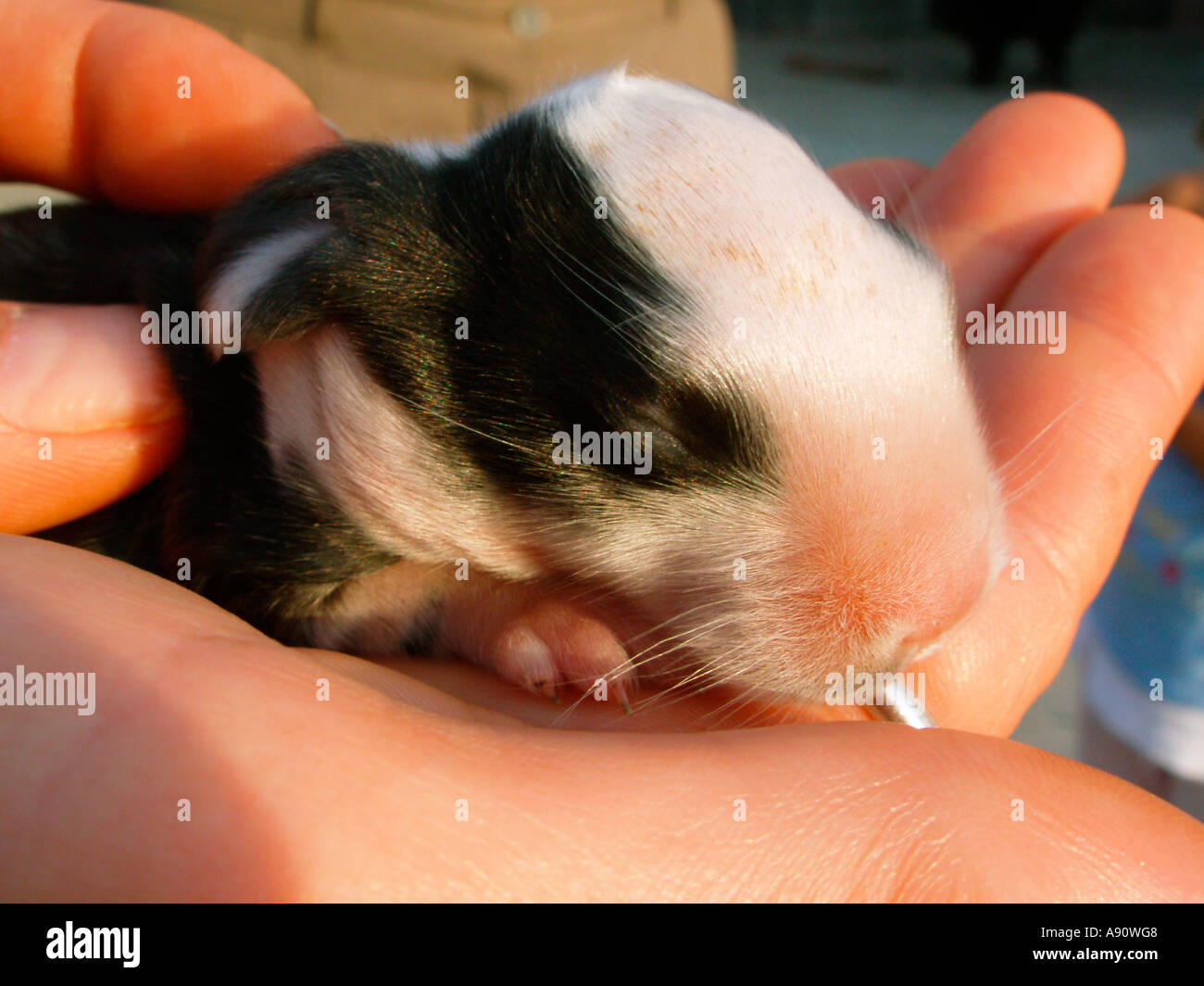 week old rabbit on hand Stock Photo - Alamy