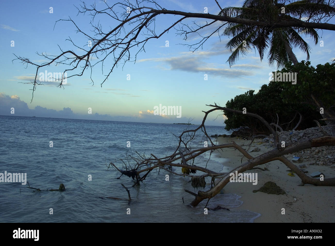 Maldives island trees on a wild beach at evening Stock Photo - Alamy