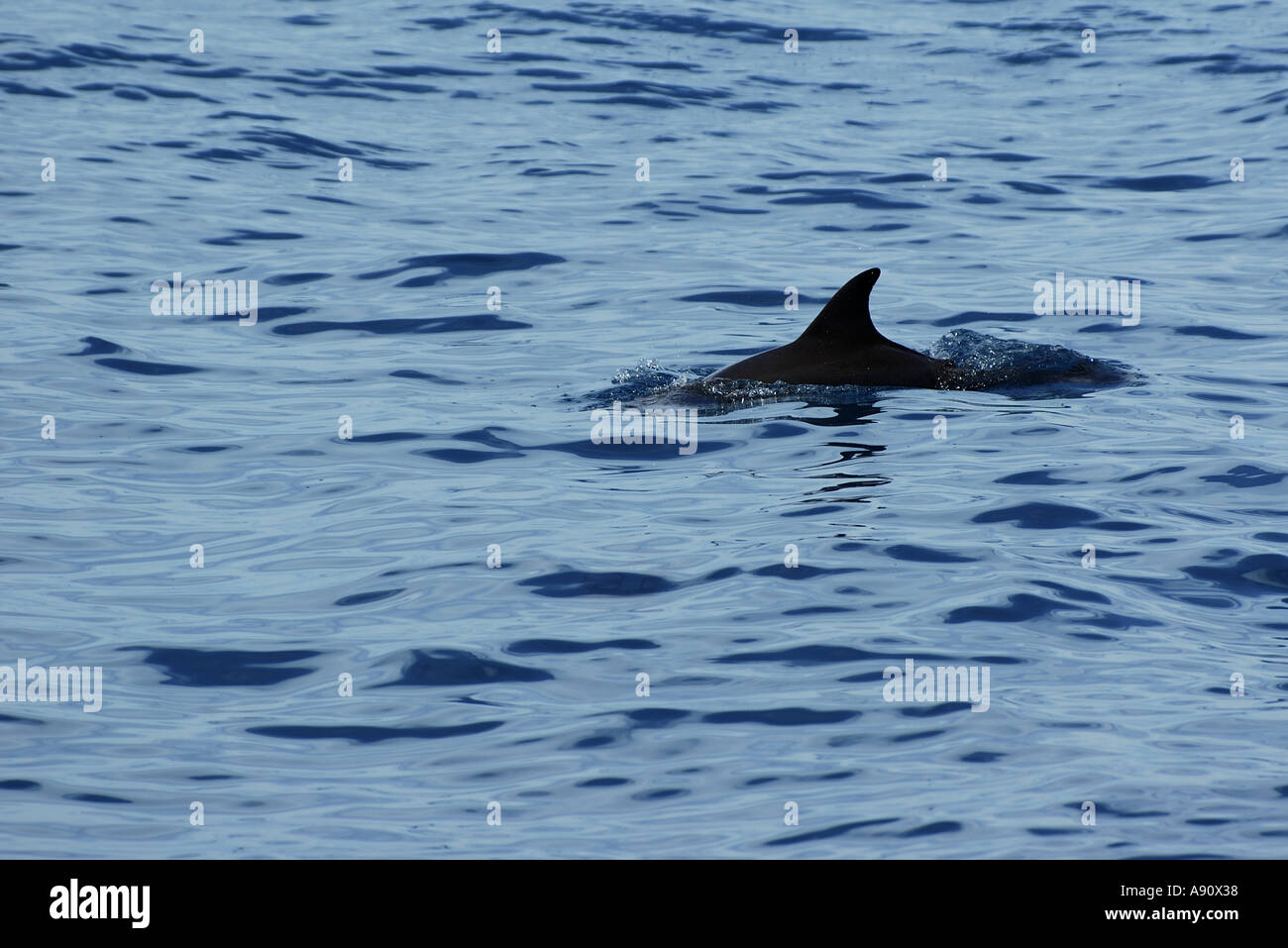 Maldives Back Of A Dolphins From Boat Stock Photo - Alamy