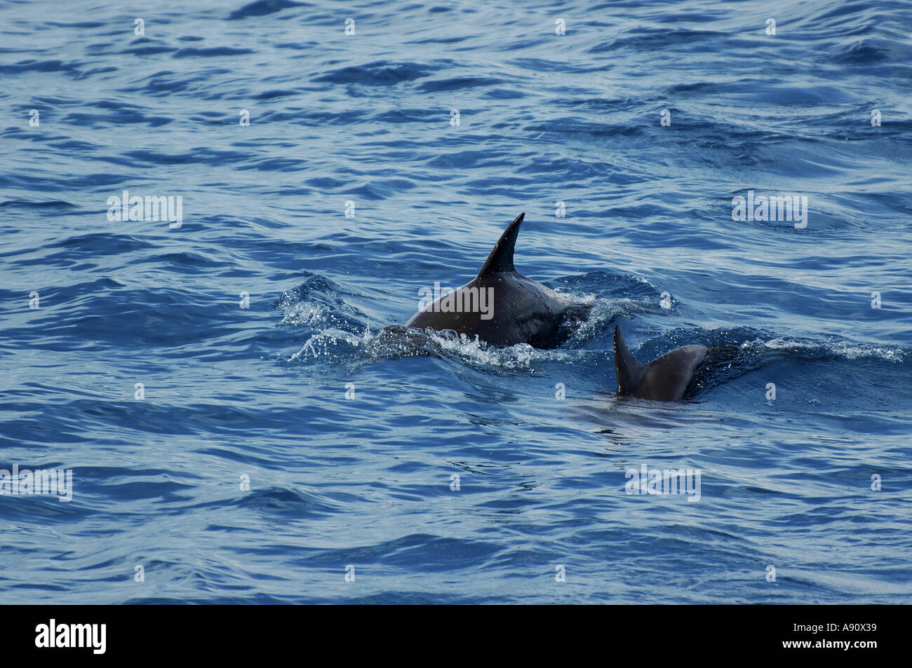 Maldives Back Of A Couple Of Dolphins From Boat Stock Photo - Alamy