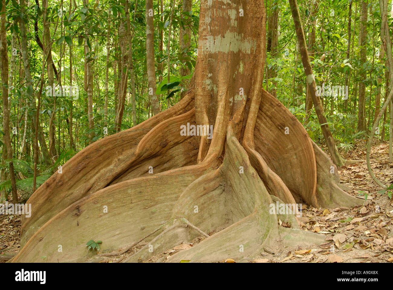 Tree base in Daintree Rainforest, Australia Stock Photo - Alamy