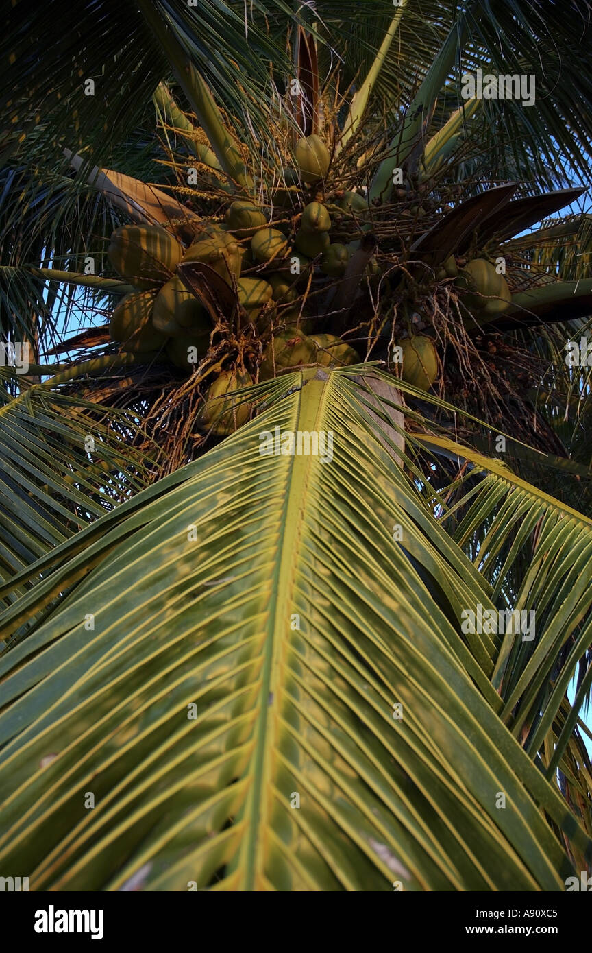 Maldives island coconuts on a tree Stock Photo - Alamy