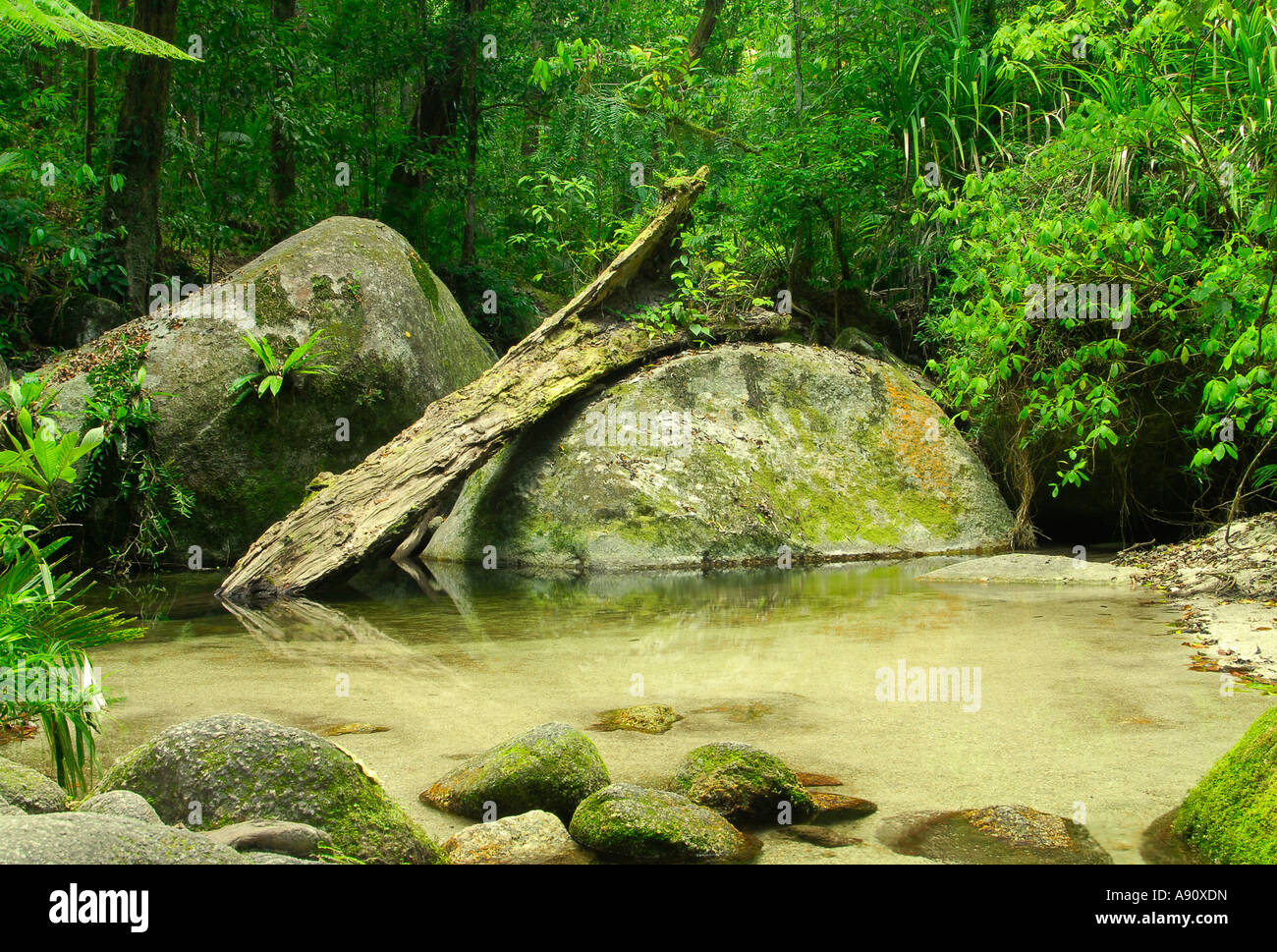 Natural pool in the middle of Daintree Rainforest, Australia Stock ...
