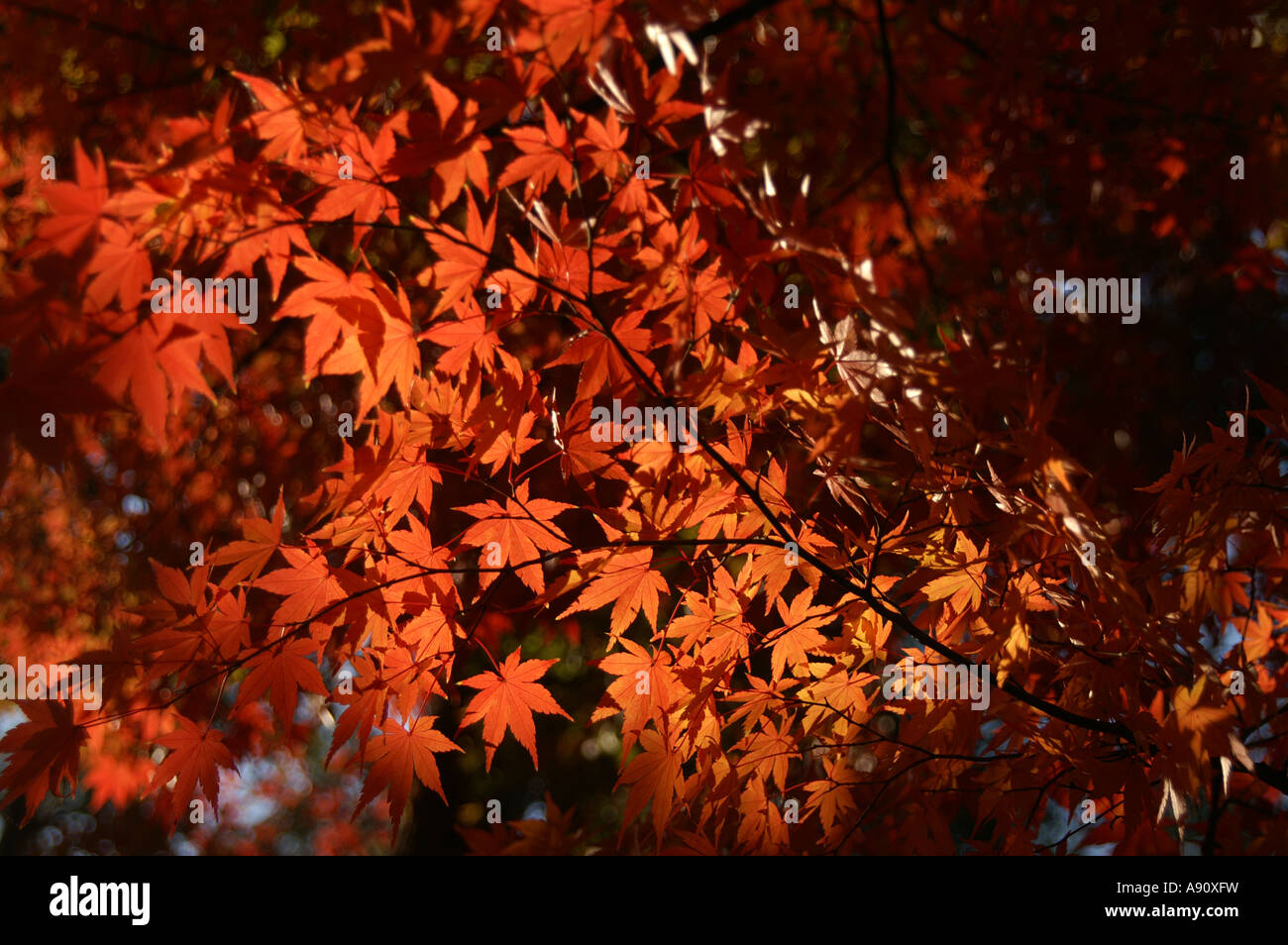Red maple tree in autumn Stock Photo - Alamy