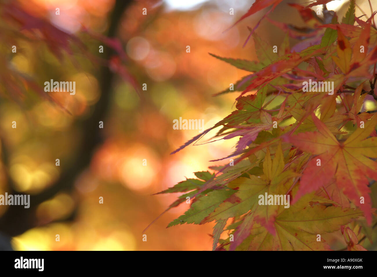 Red maple tree in autumn Stock Photo - Alamy