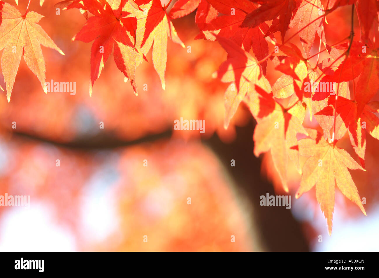 Red maple tree in autumn Stock Photo - Alamy