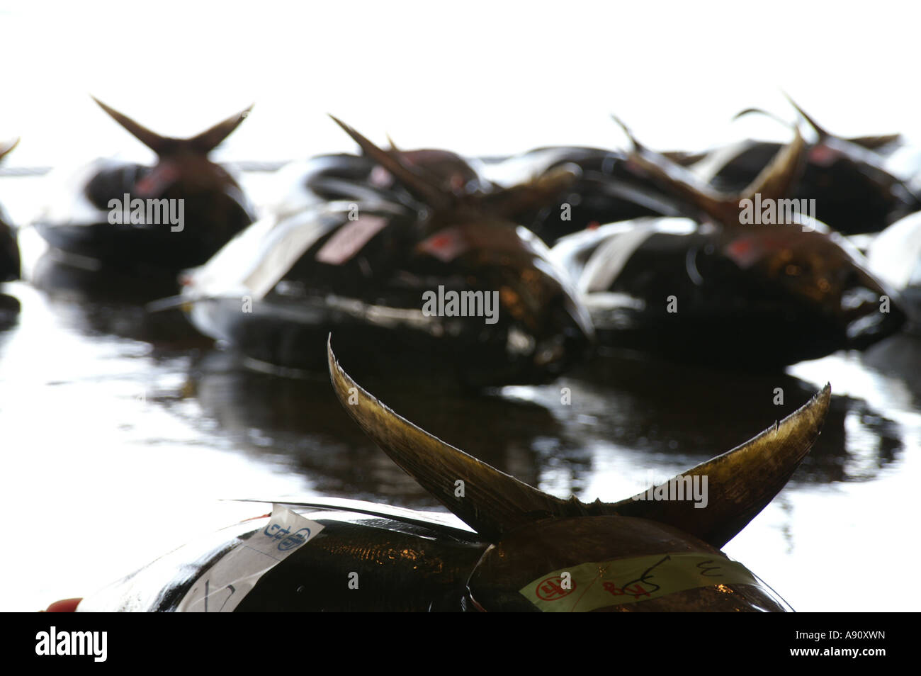 Shiogama Fish Market High Resolution Stock Photography and Images - Alamy