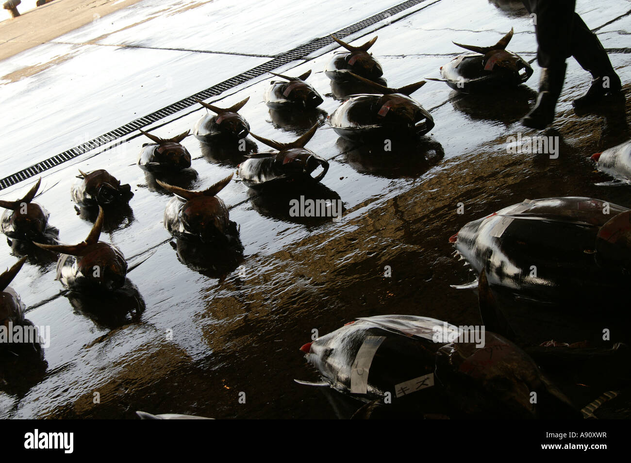 Wholesale tuna fish market Hon Shiogama Stock Photo - Alamy
