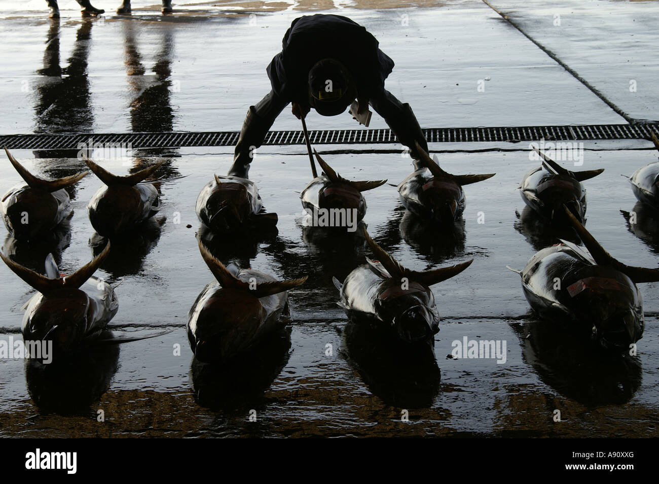 Wholesale tuna fish market Hon Shiogama Stock Photo - Alamy
